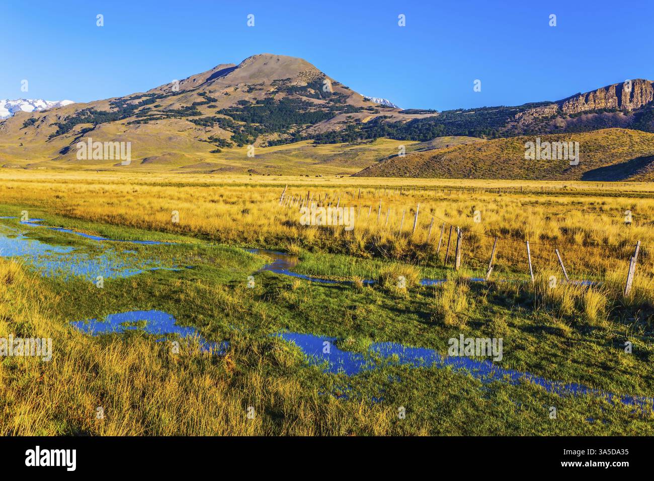The green grass field is impregnated with streams from underground ...