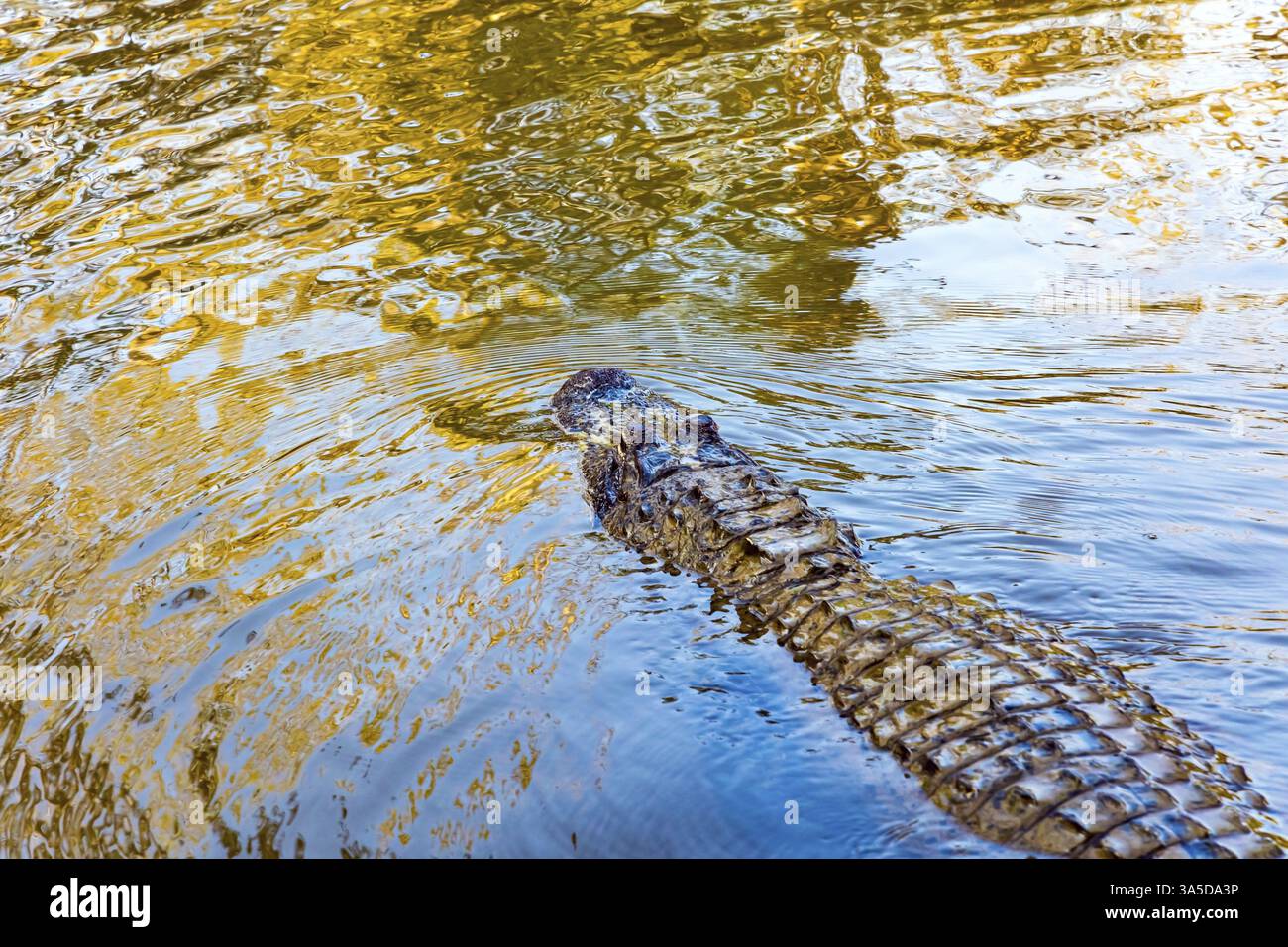 Sad alligator. Swamps of Louisiana. Rich wildlife in the New Orleans ...