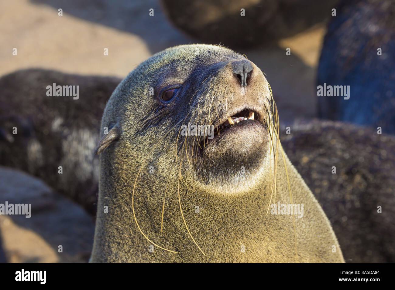 Charming marine mammals. Large animals - eared seals bask in the sun ...