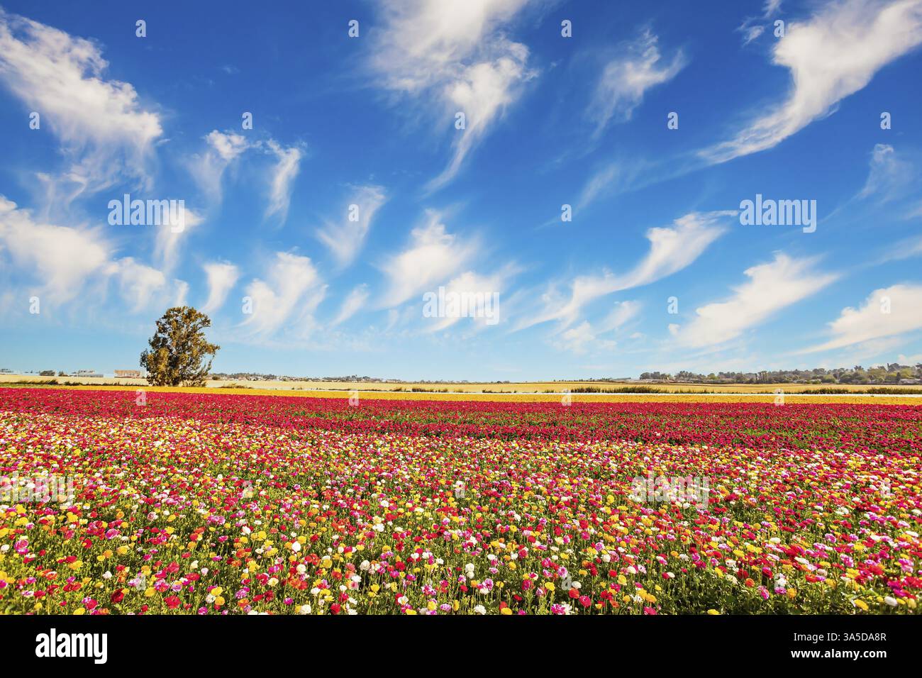 Picturesque huge fields of flowers. Multi-colored garden buttercups ...