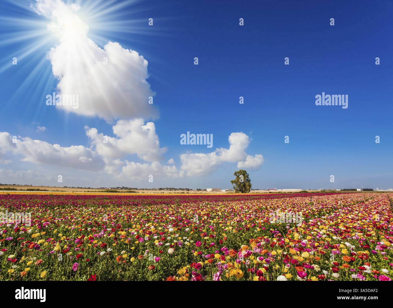 Spring in Israel. Easter week. Bright lush spring blooming of garden ...