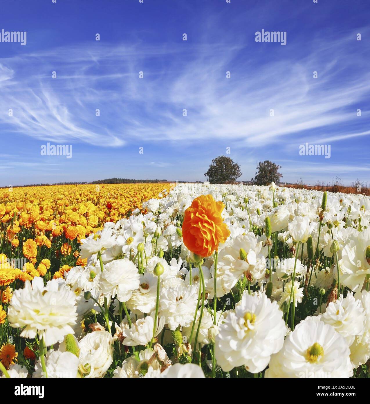 Huge kibbutz field of multi-colored buttercups (Ranunculus asiaticus ...