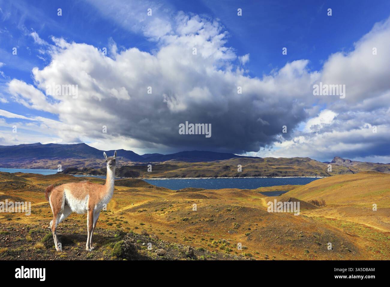 Beautiful day in early autumn in Patagonia. National Park Torres del ...