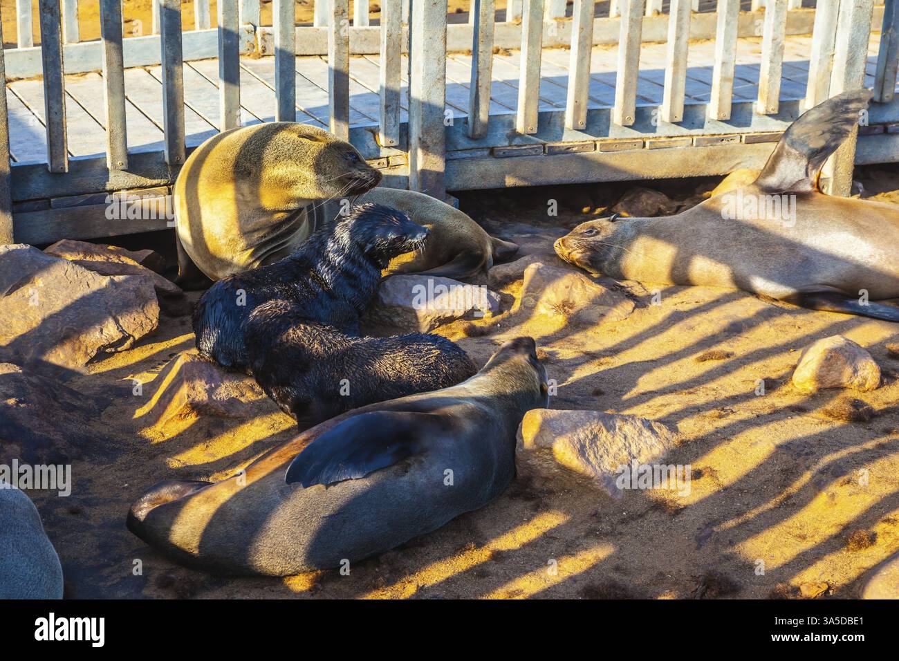 The wild animal sanctuary footbridge hi-res stock photography and ...