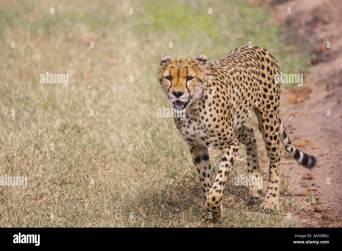 The cheetah walk freely on the car tracks of the savannah. Kenya, Masai ...
