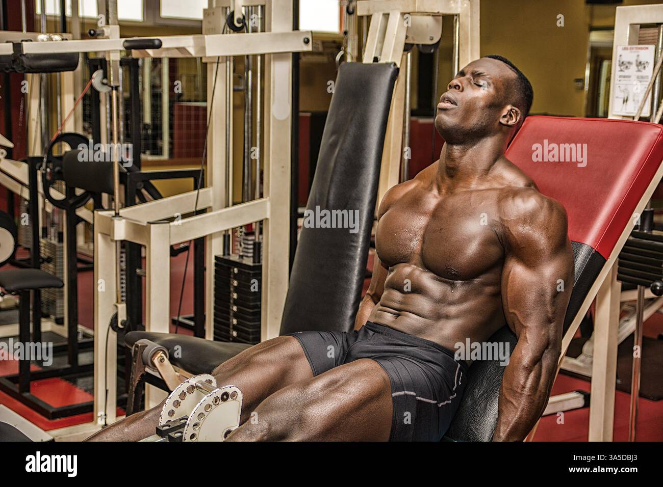 Hunky muscular black bodybuilder working out in gym, exercising legs on ...