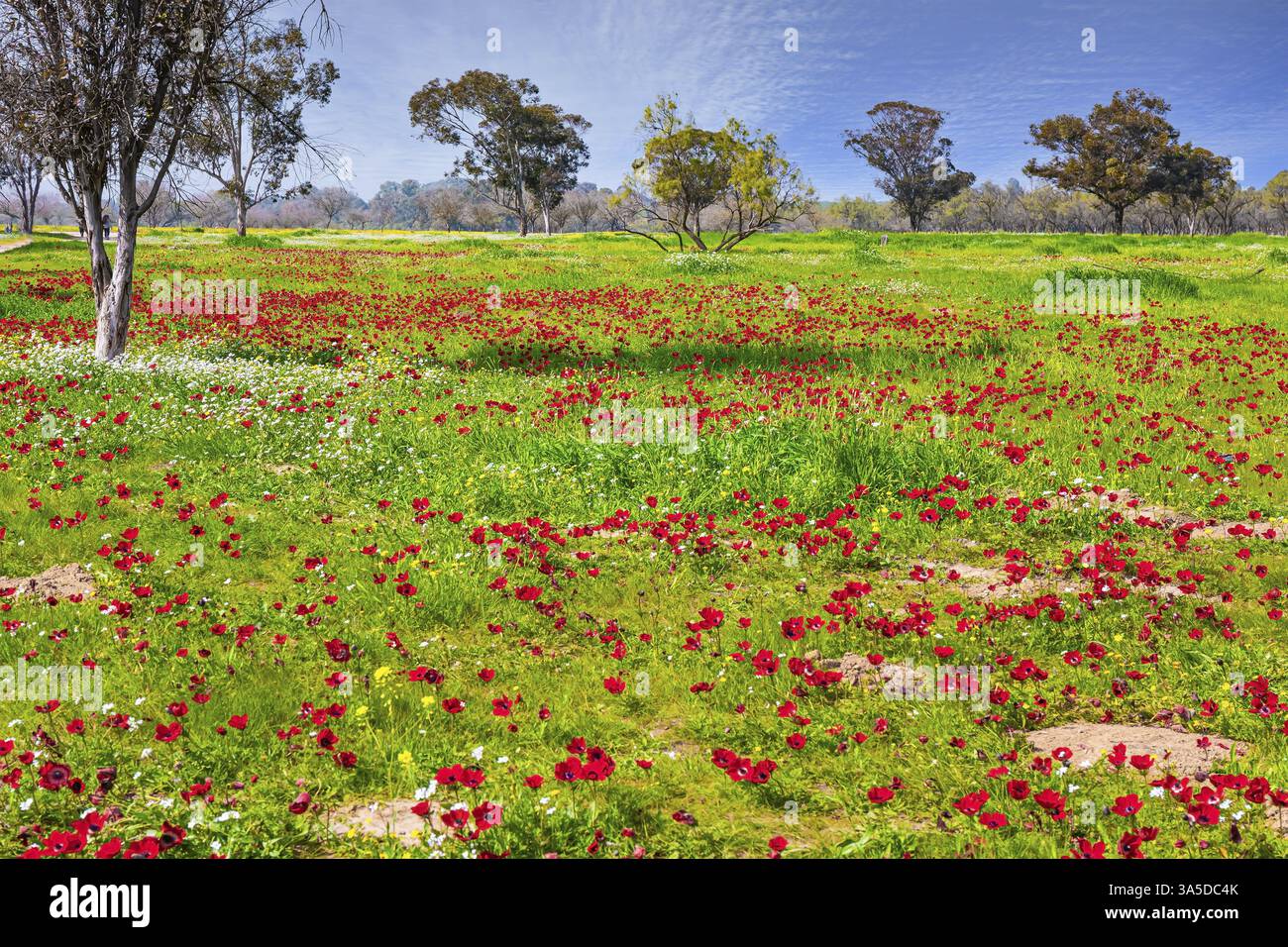 Fresh green grass and blooming anemones. Israel. Spring festival in ...