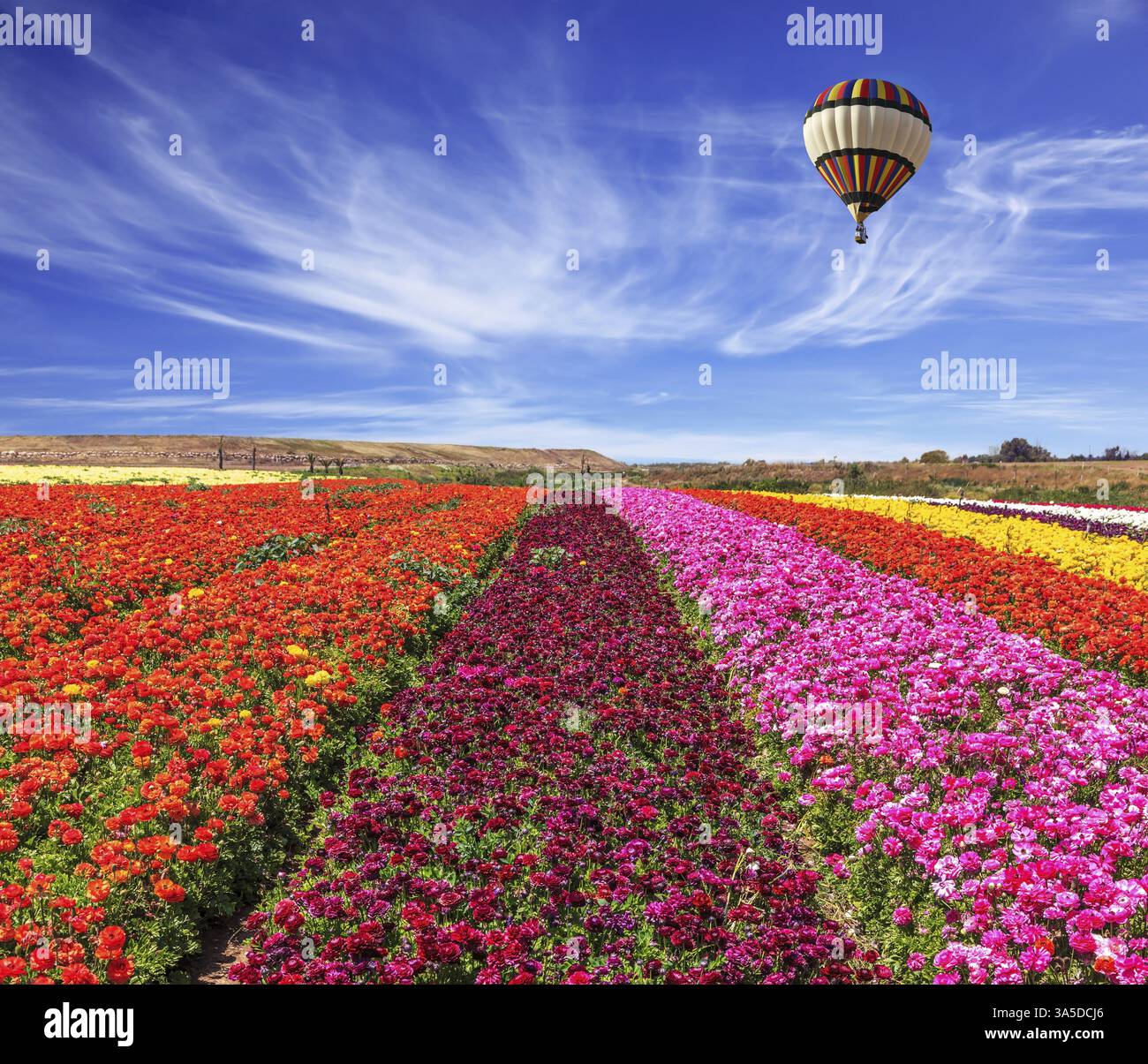 Spring windy day. Field of blooming buttercups ranunculus. Flowers ...