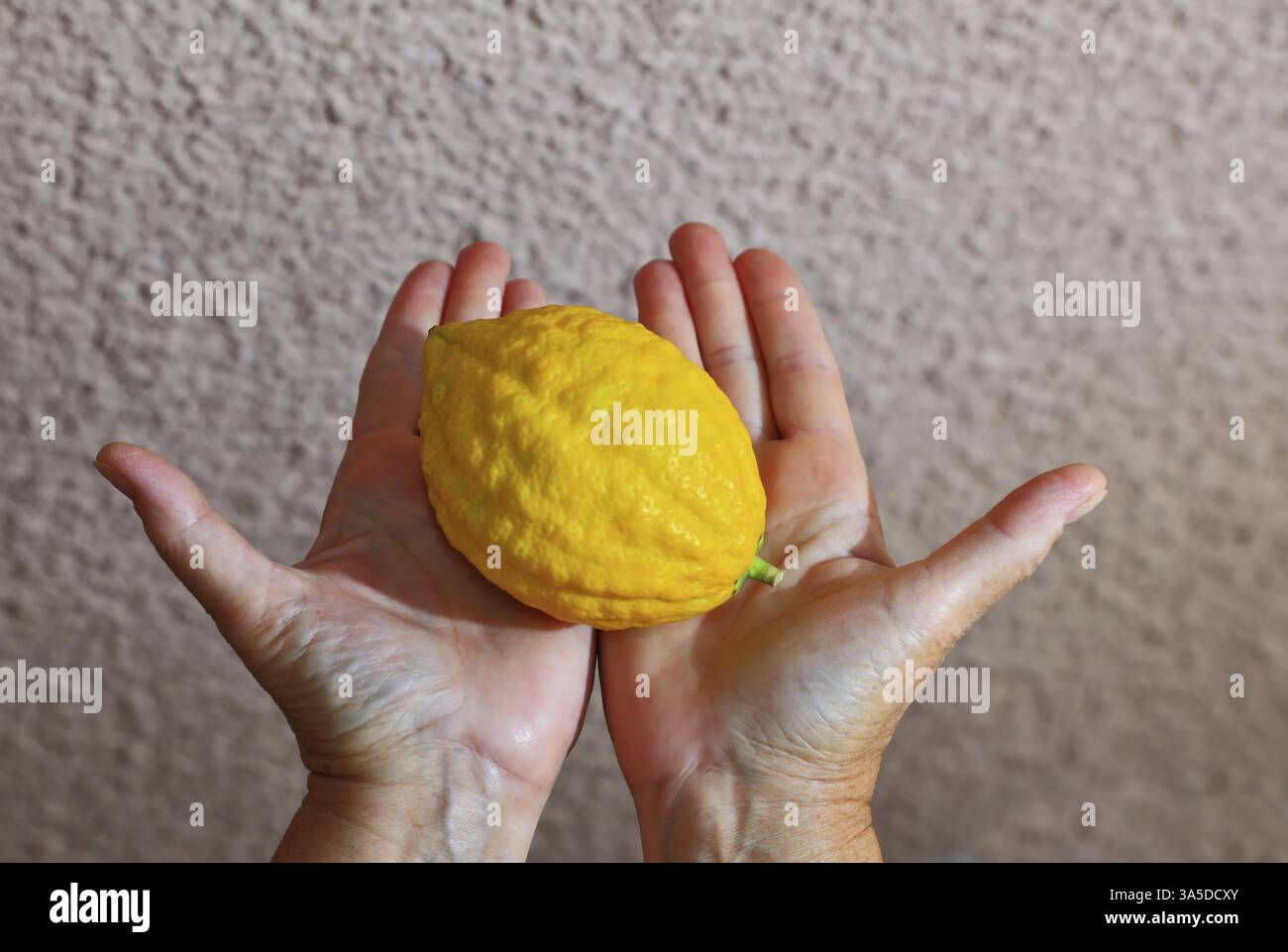 Citron - etrog - an important ritual fruit for religious Jewish holiday ...