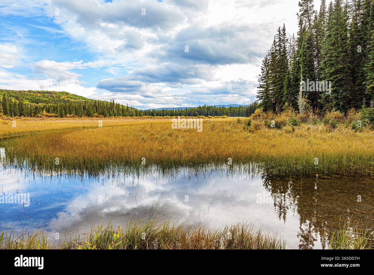 Autumn trip to the west of Canada. The tall grass turned yellow. The ...