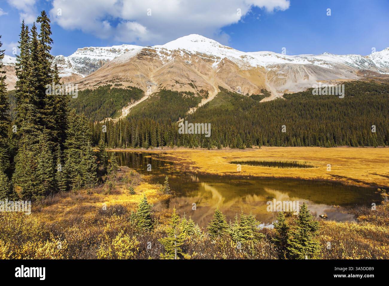 Autumn Journey to the Rockies of Canada. Shallow lake overgrown with ...