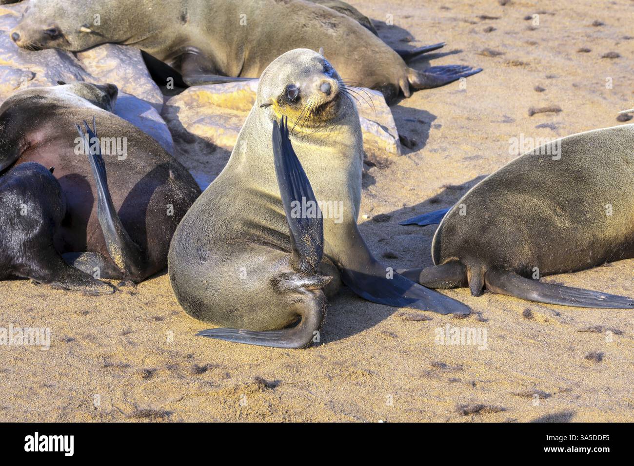 Charming marine mammals. Colony of fur seals. Cape Cross is the largest ...