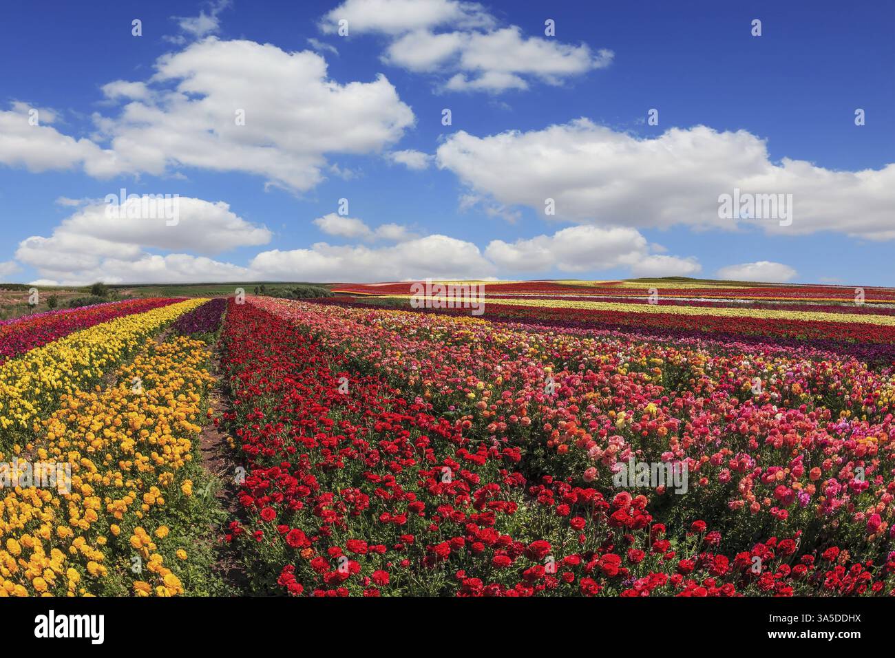 Farmer fields with the flowers which are grown up for sale for export ...