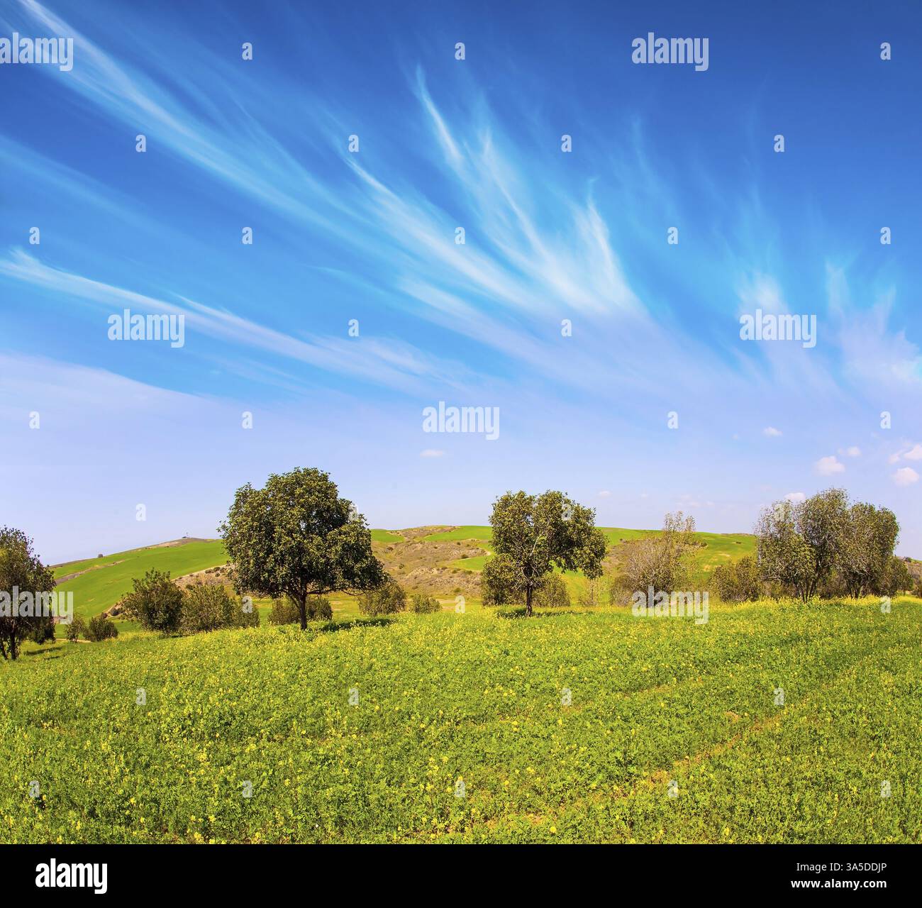 Blooming Negev Desert in early spring. Israel in bloom. Fields of ...