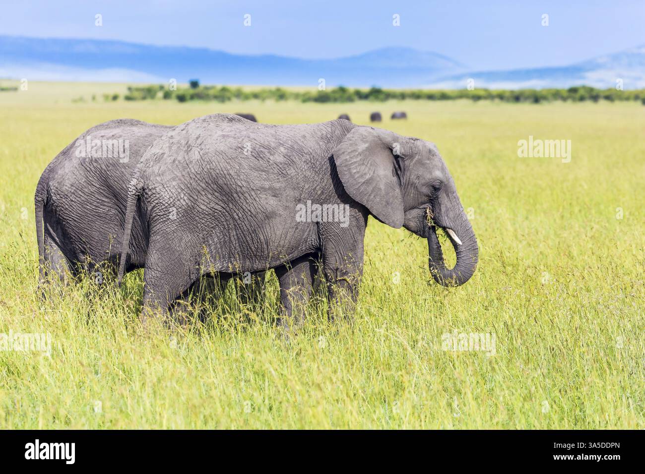 The famous Masai Mara Reserve in Kenya. Afrika. Pair of steppe ...