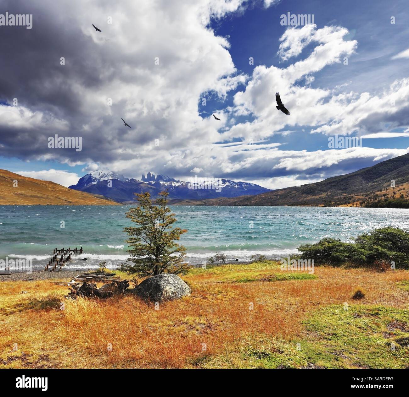 The gale on Lake Laguna Azul. High in the sky flying a huge Andean ...