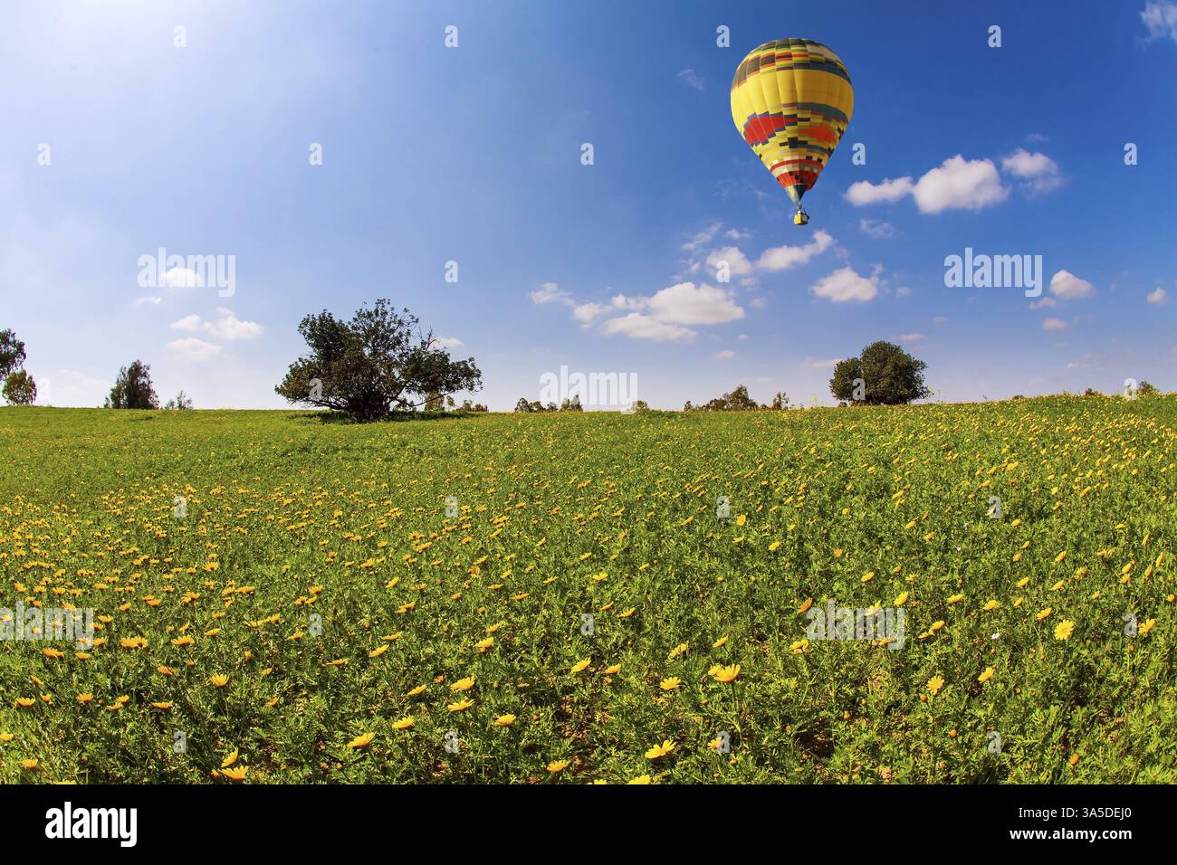 Spring bloom of the Negev Desert in Israel. Fields of spring flowers in ...