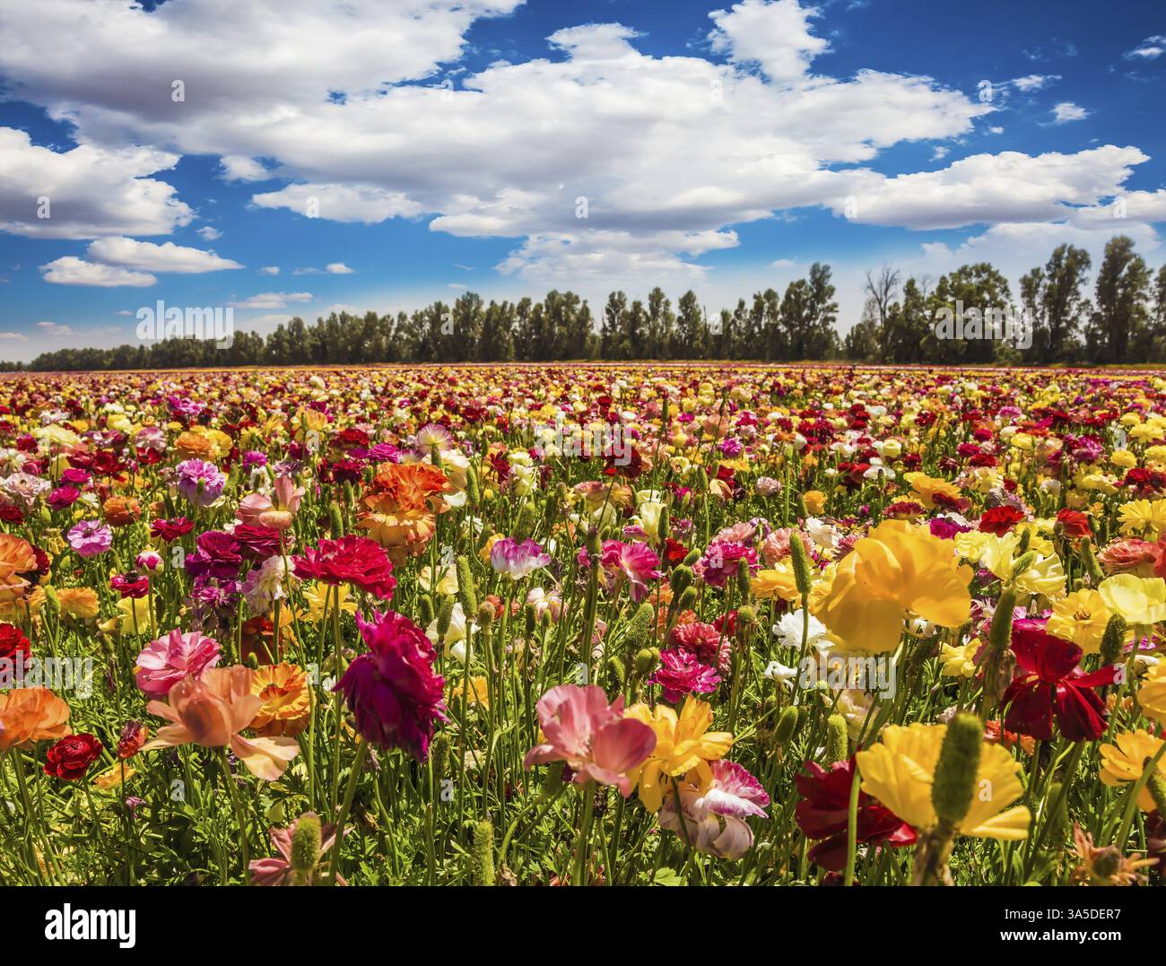 Spring in Israel. Easter week. Field of flowering garden buttercups ...