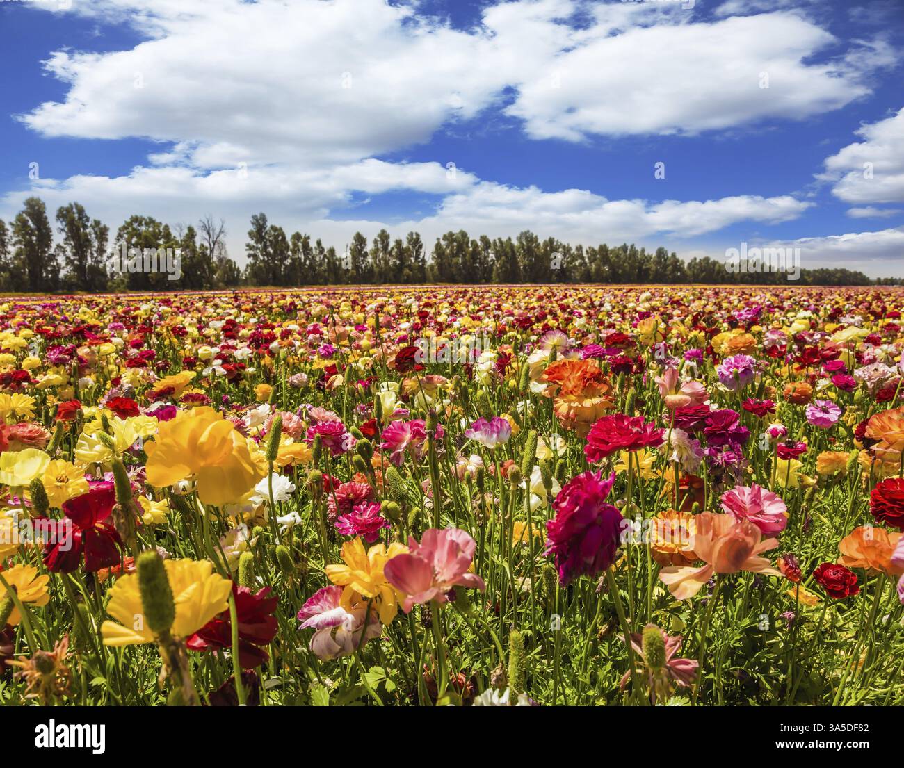 Spring in Israel. Easter week. Field of flowering garden buttercups ...