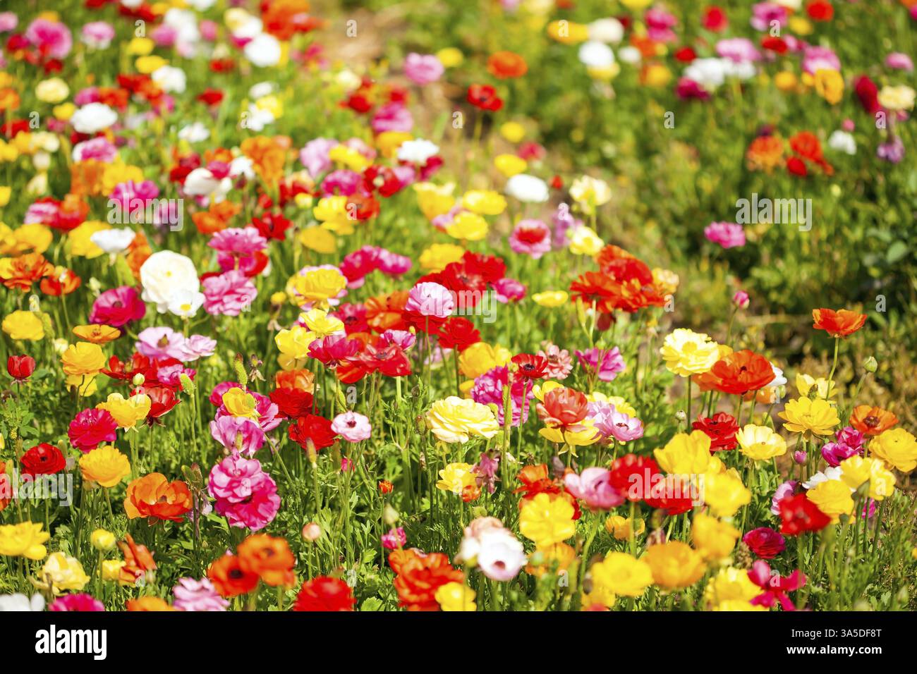 Kibbutz in southern Israel. Large, multi-colored garden buttercups ...