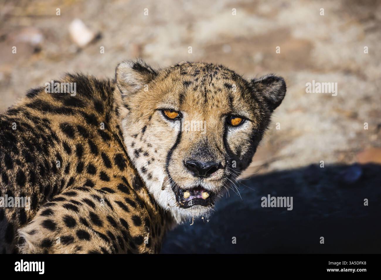 Feeding of cheetah. Private farm safari in Namibia Stock Photo - Alamy