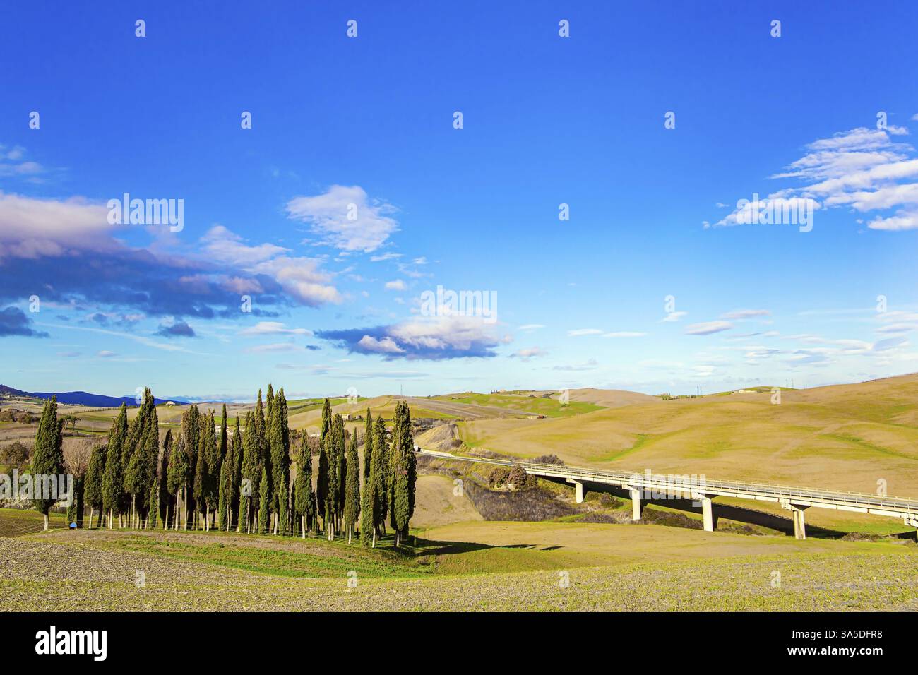 Automotive asphalt highway and motorway. Magnificent cypress alley. The ...