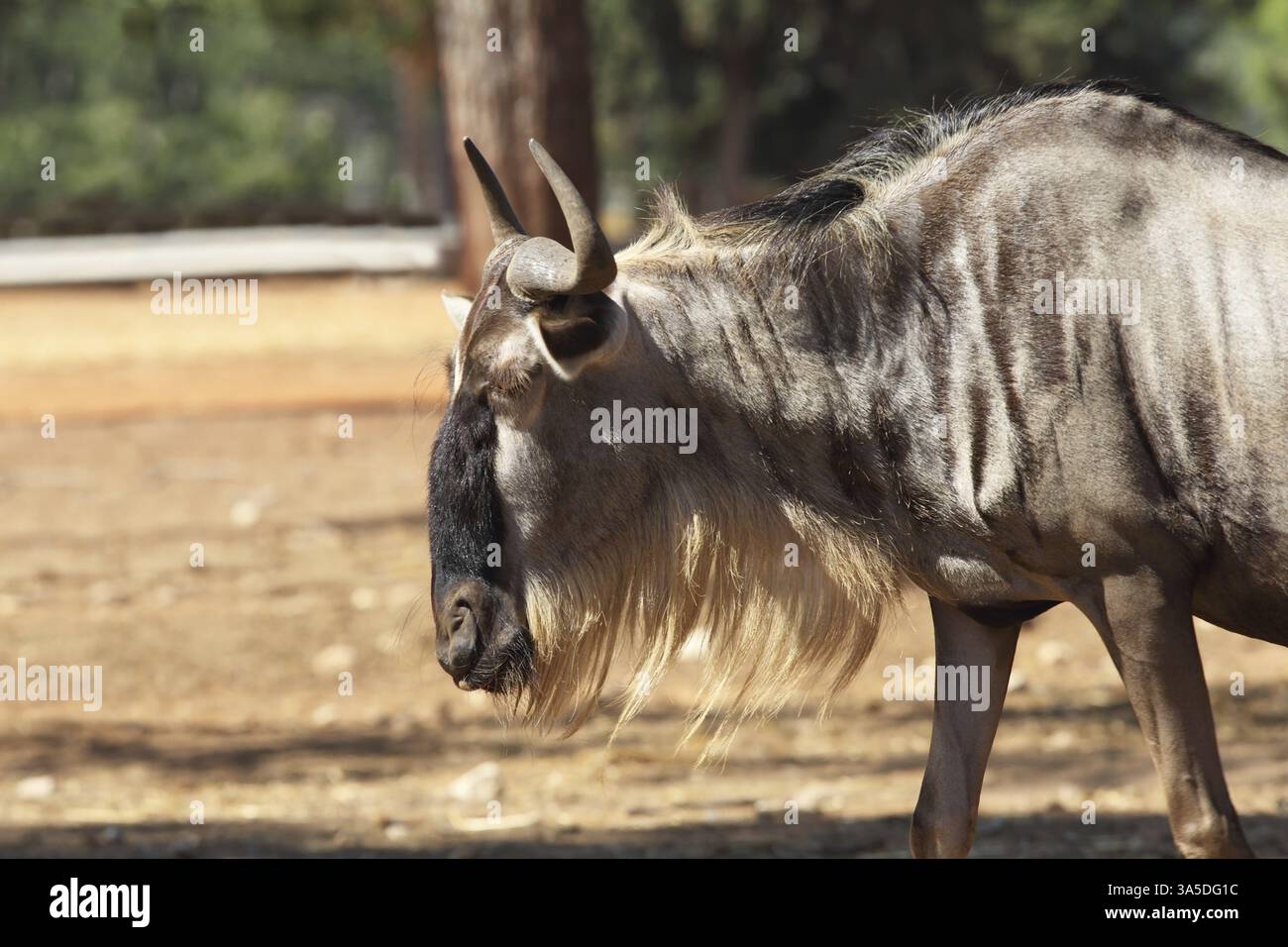 Magnificent animals in the Israeli zoo Safari. Antelope Wildebeest ...