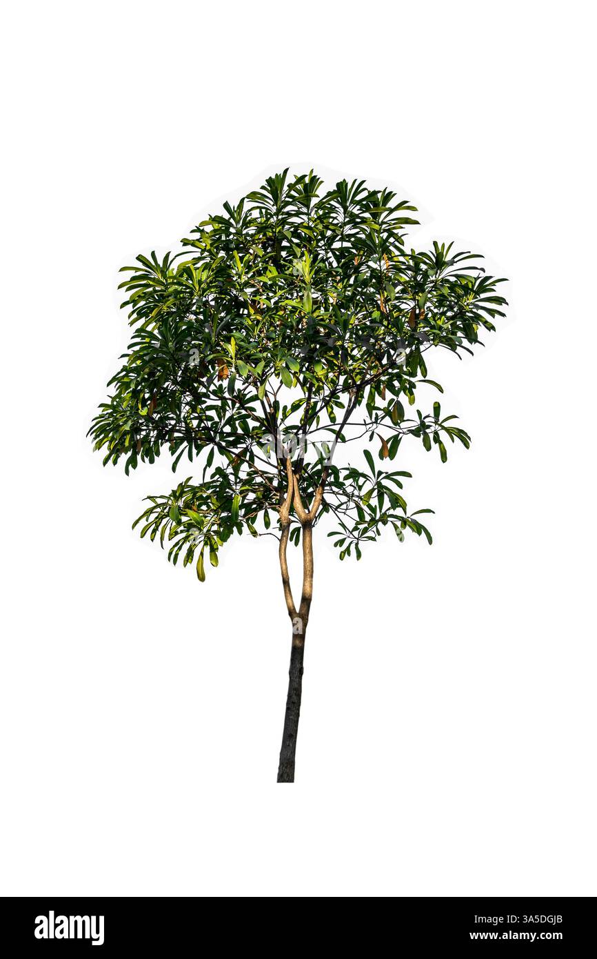 Tree green color isolated on white background Stock Photo - Alamy