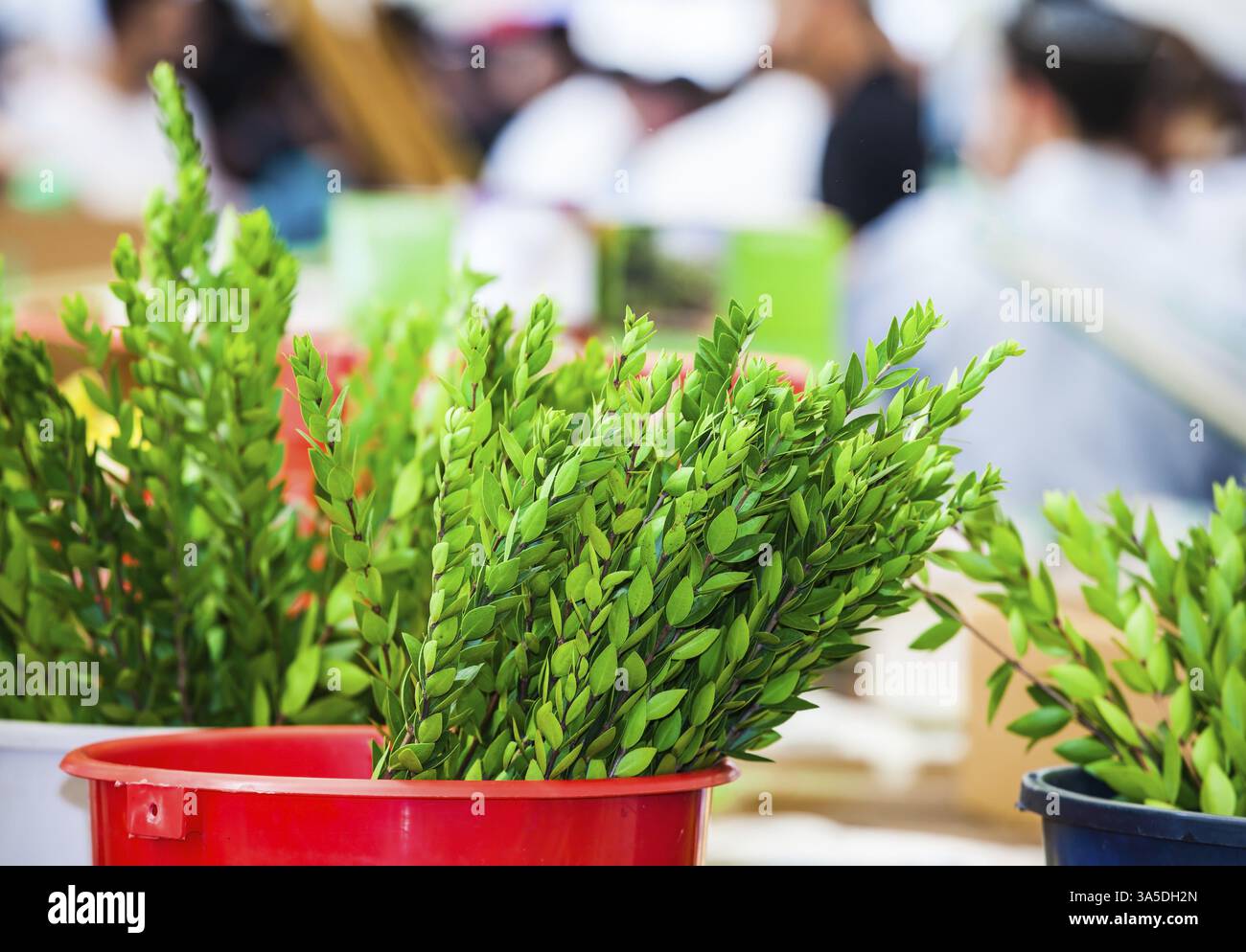 The pre-market Sukkot in Jerusalem. The branches of plant to ritual ...