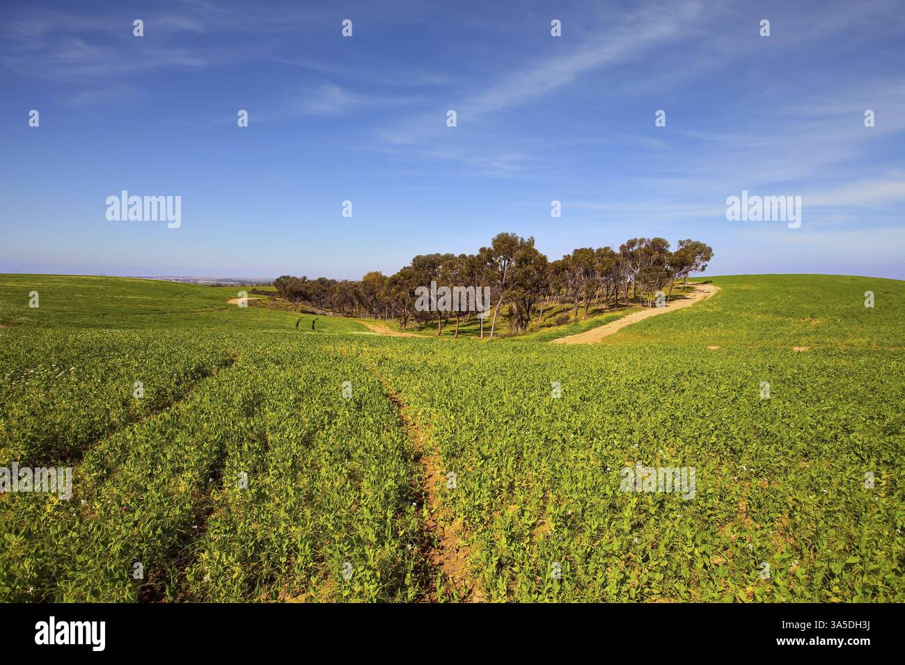 Spring bloom of the Negev Desert in Israel. Fields of flowers in the ...