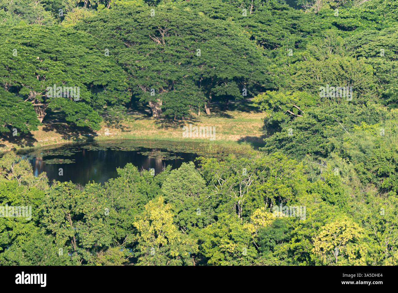 Landscape in aerial view of golf course for golfer with grass green ...
