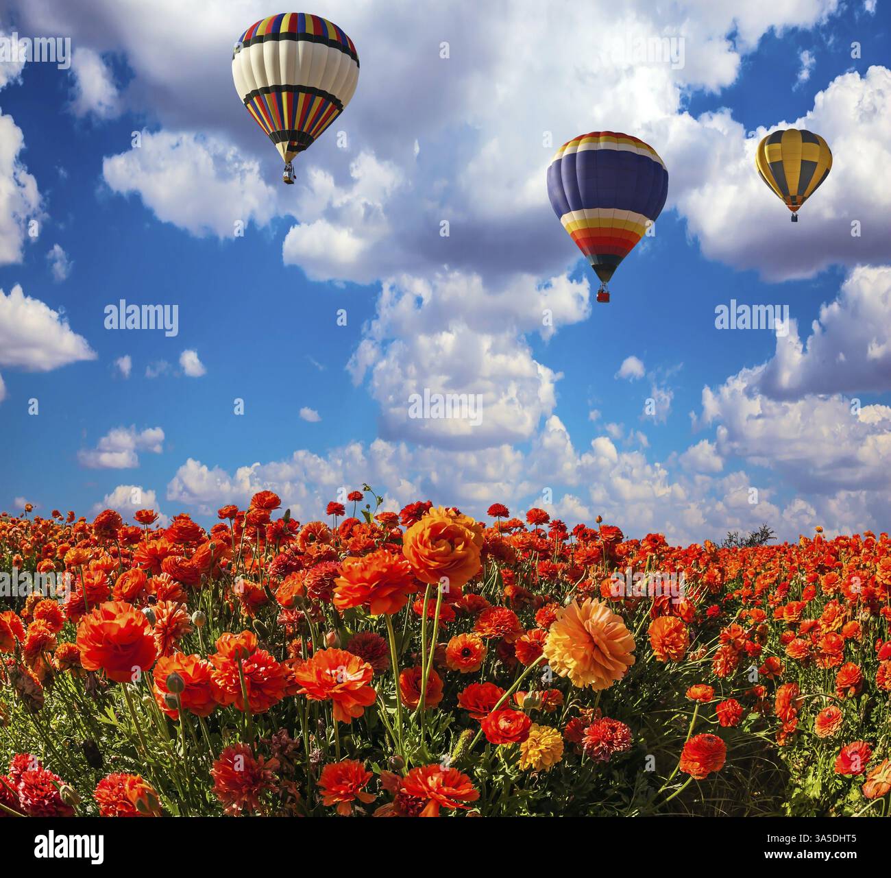 Three multi-color balloons flying over fields of red buttercups ...