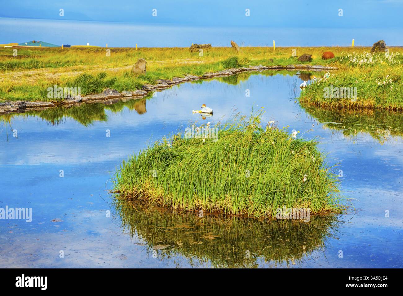 Iceland in July. Lovely pond with thermal water. On small islands grows ...