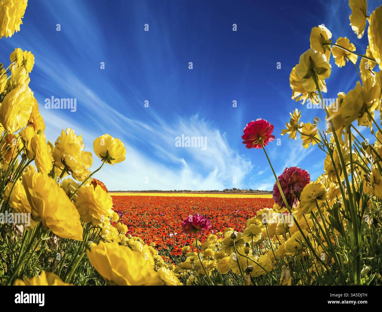 The southern warm sun illuminates the flower fields of red and yellow ...