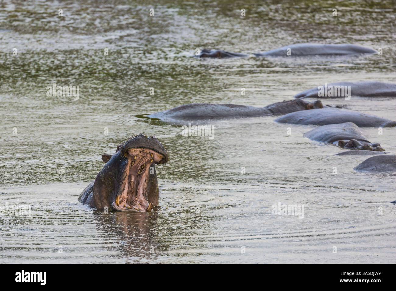 Flock of hippos in the lake. Huge hippo yawns in water. Hippopotamus is ...