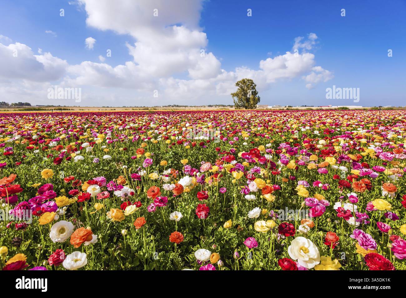 Spring in the south of Israel. Field of flowering garden buttercups ...