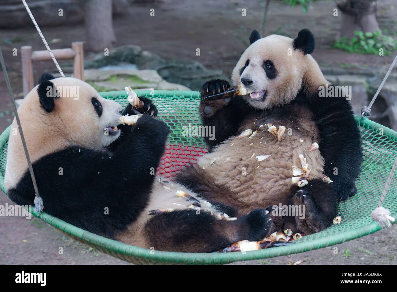 CHONGQING, CHINA - MARCH 22, 2025 - Giant pandas Xing Xing and Chen ...