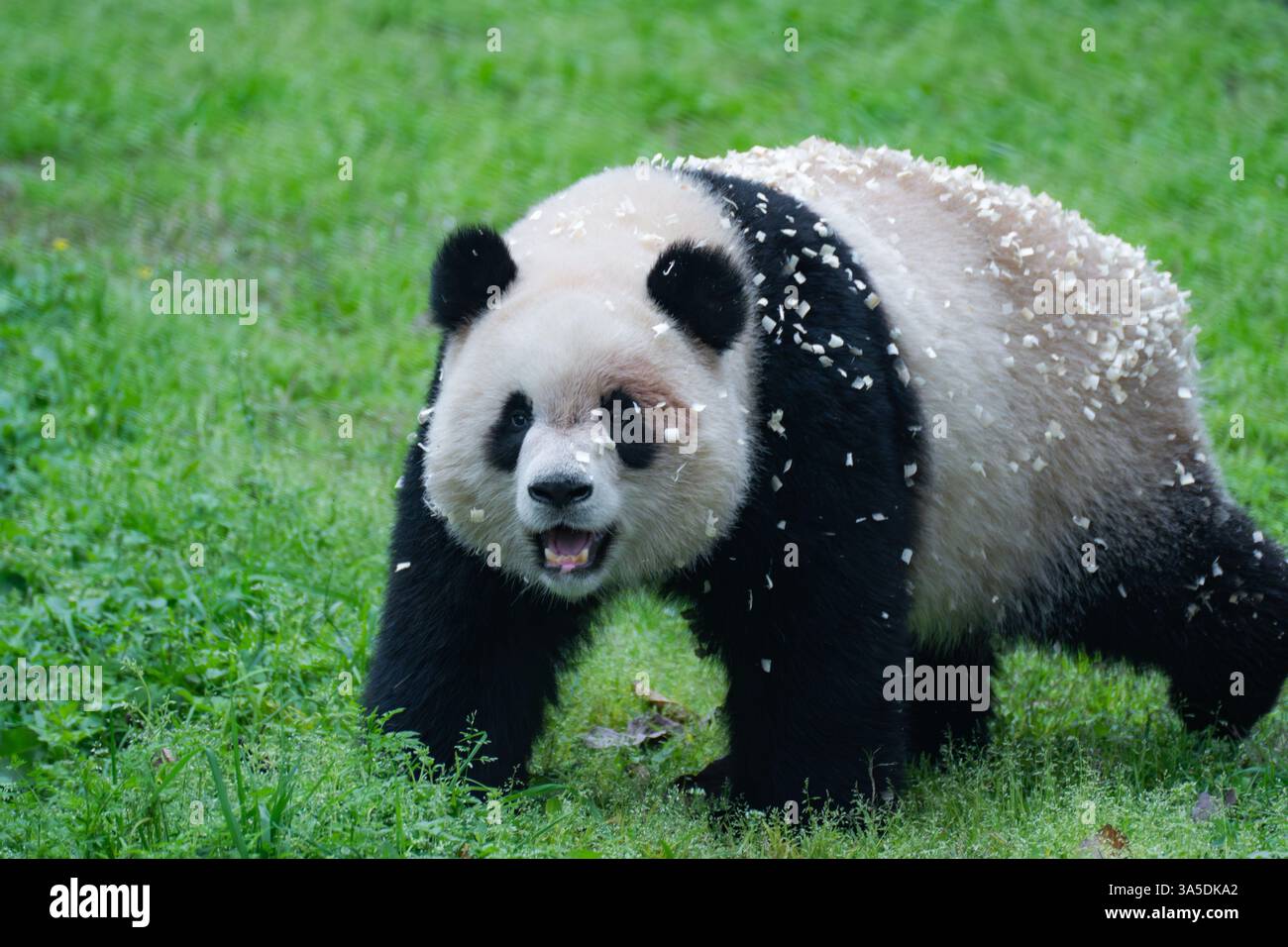 CHONGQING, CHINA - MARCH 22, 2025 - Giant panda Yu Ai is covered with ...