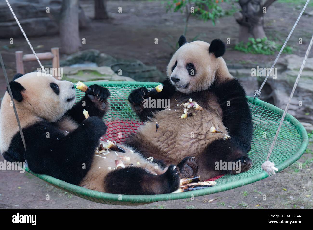 CHONGQING, CHINA - MARCH 22, 2025 - Giant pandas Xing Xing and Chen ...