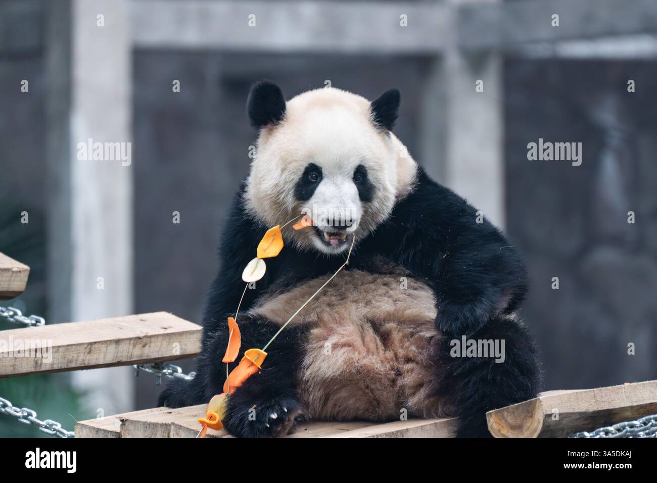 CHONGQING, CHINA - MARCH 22, 2025 - Giant panda Yu Ke eats a barbecue ...