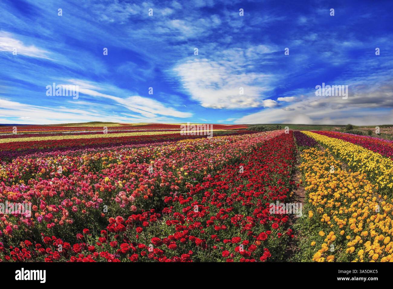 Farmer fields with the flowers which are grown up for sale for export ...