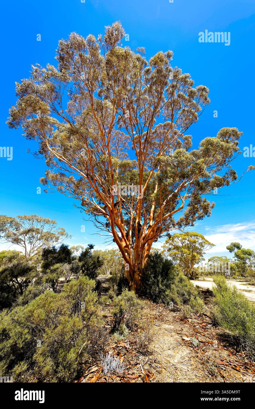 Salmon gum tree, Western Australia Stock Photo - Alamy