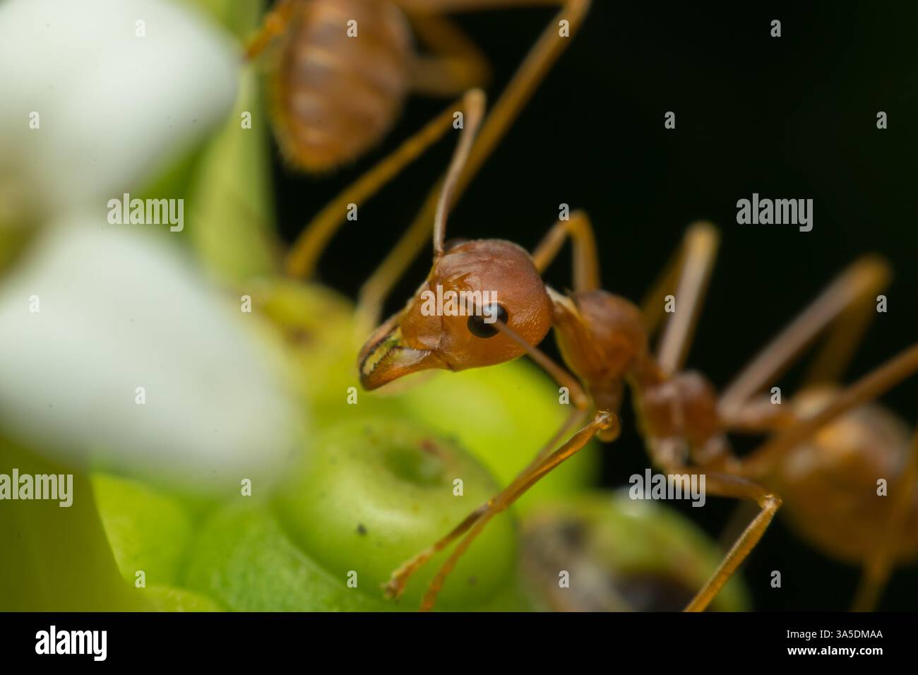 Macro of red ant close up on the tree in nature Stock Photo - Alamy