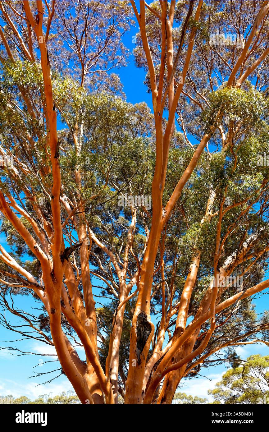 Salmon gum tree hi-res stock photography and images - Alamy