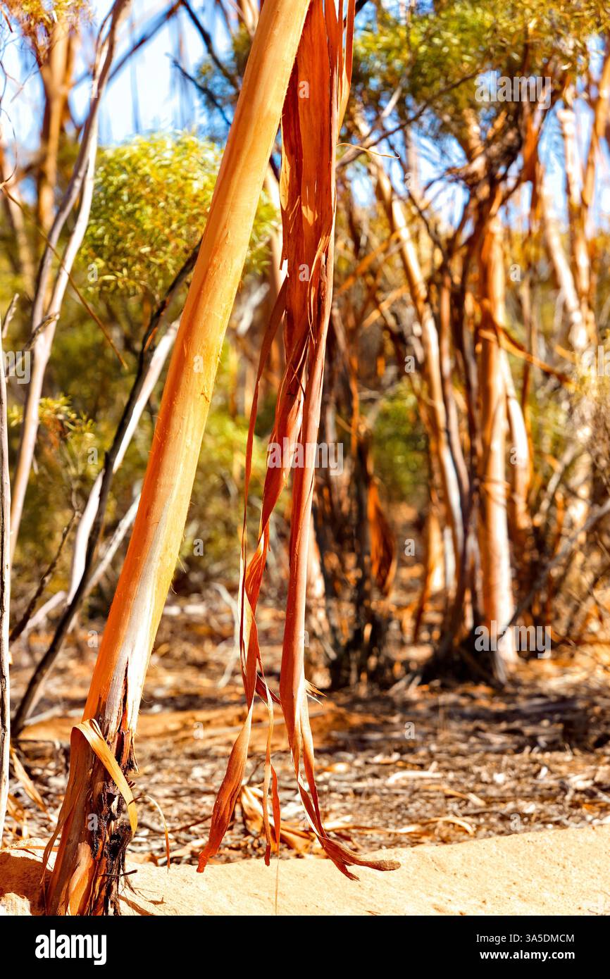 Salmon gum tree shedding bark, Western Australia Stock Photo - Alamy