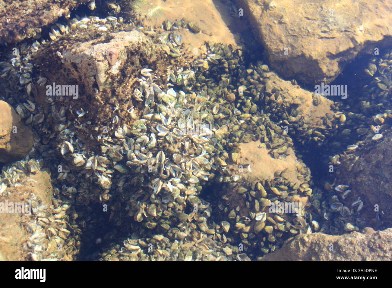 Rock covered zebra mussels hi-res stock photography and images - Alamy