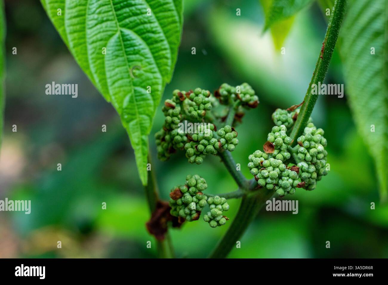 Bush Grape, Veldt Grape, Devils Backbone, Hadjod. Round, fleshy berries ...