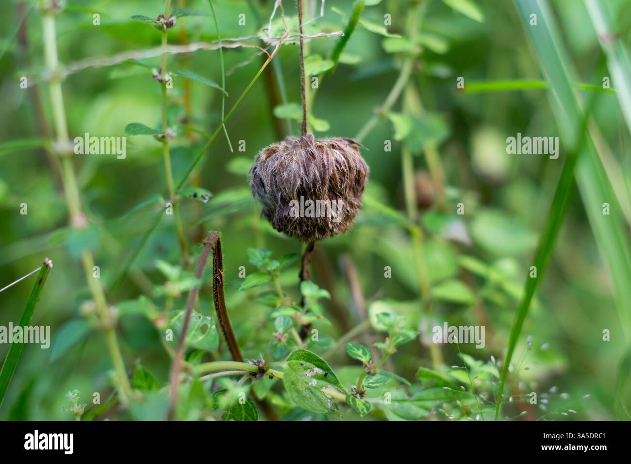 Clematis orientalis, is a deciduous climbing plant It is a vigorous ...