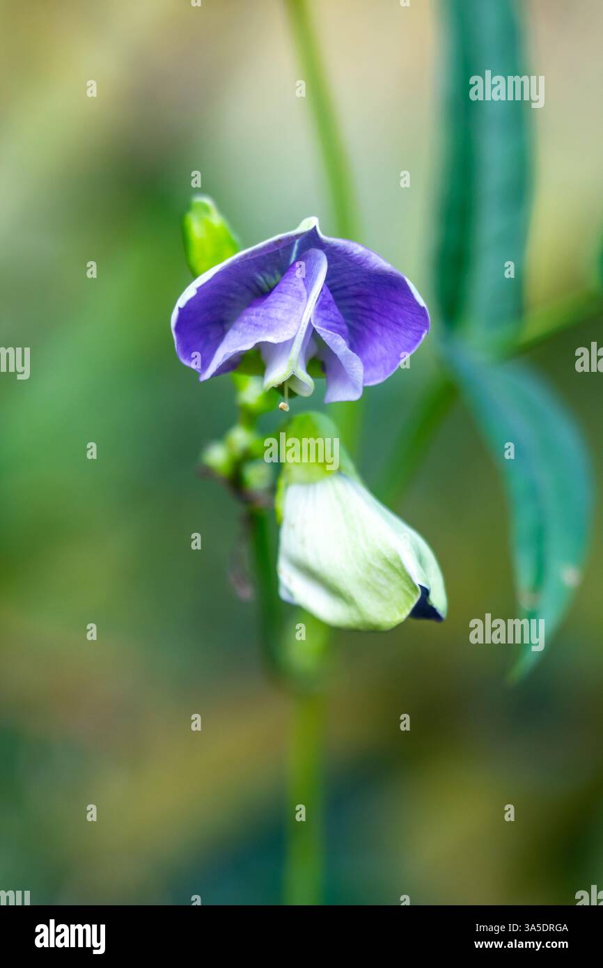 The delicate bean flower has a butterfly shaped structure, grows in ...