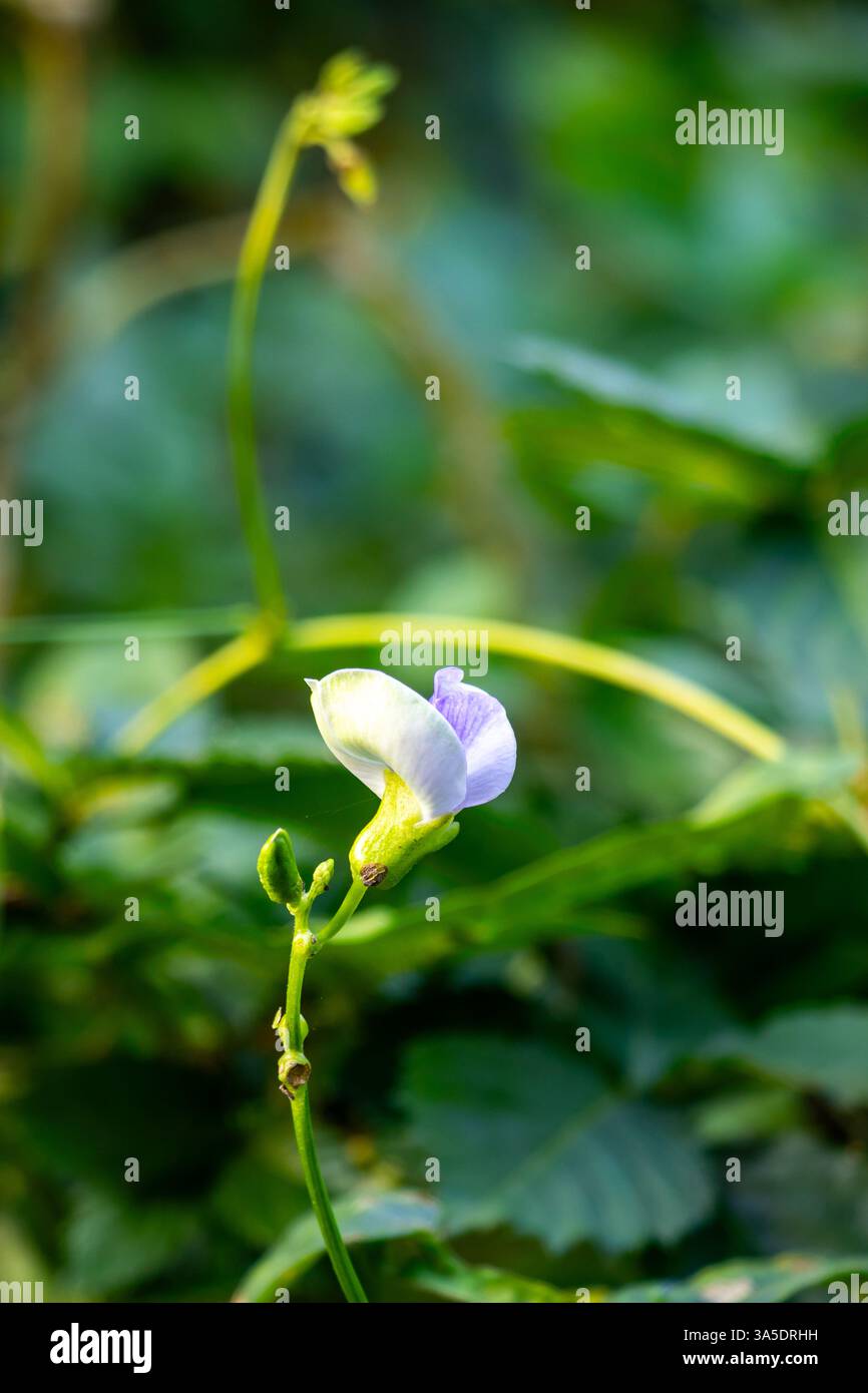 Four seeds pea plant hi-res stock photography and images - Alamy